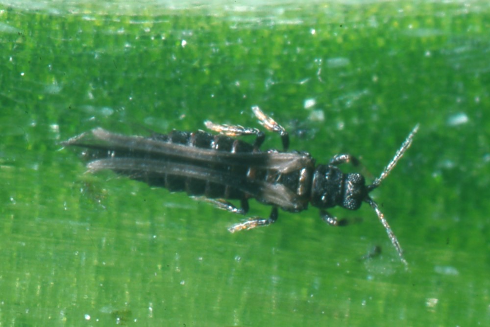 Recognition and biology of the main thrips species damaging protected ...