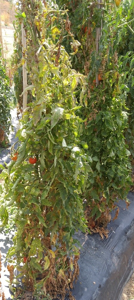 Symptoms and spread of ToCV and TICV | AHDB