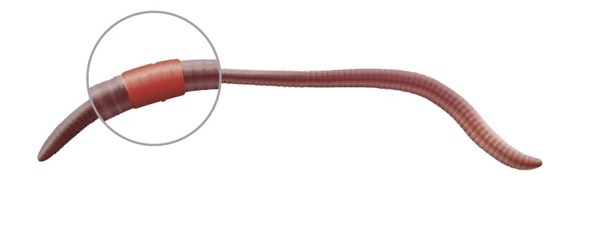 Soil macrofauna – earthworms | AHDB