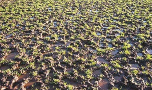 Soil compaction by livestock | AHDB