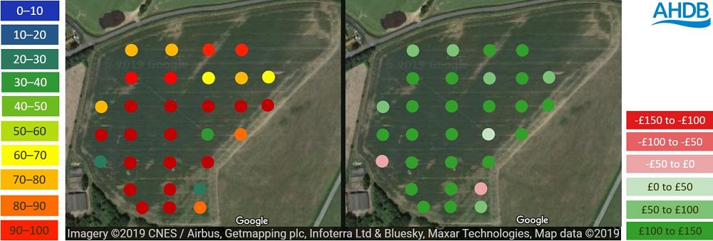 Targeted management of clubroot in oilseed rape | AHDB