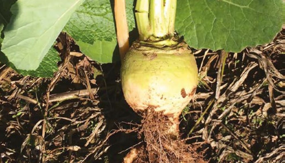 Clubroot management in brassicas: pathogen life cycle | AHDB