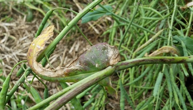 Light leaf spot symptoms in oilseed rape | AHDB