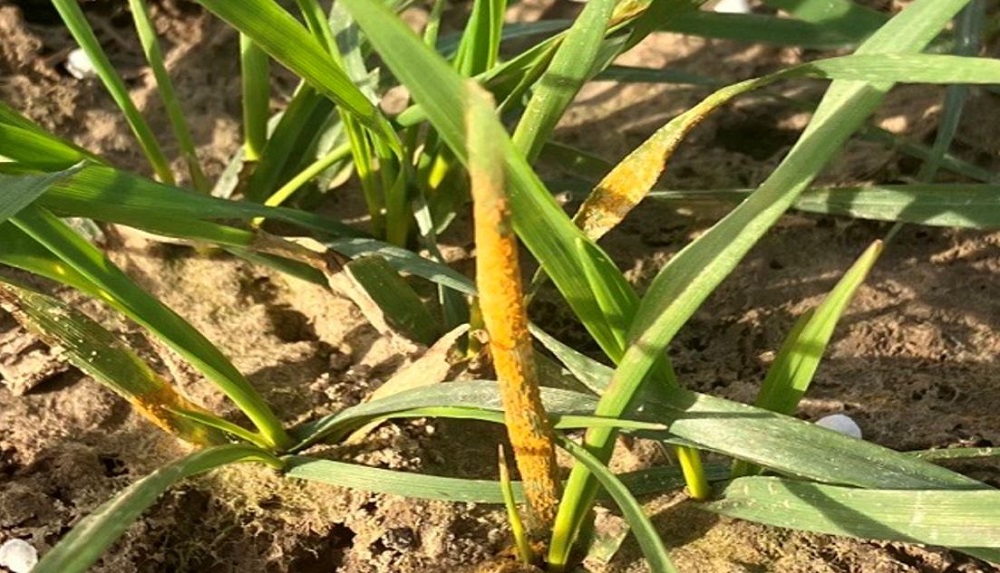 Using varieties to mellow yellow rust in winter wheat | AHDB