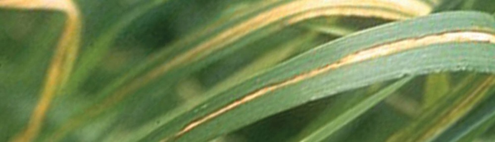Seedborne diseases of cereals: tests and thresholds | AHDB