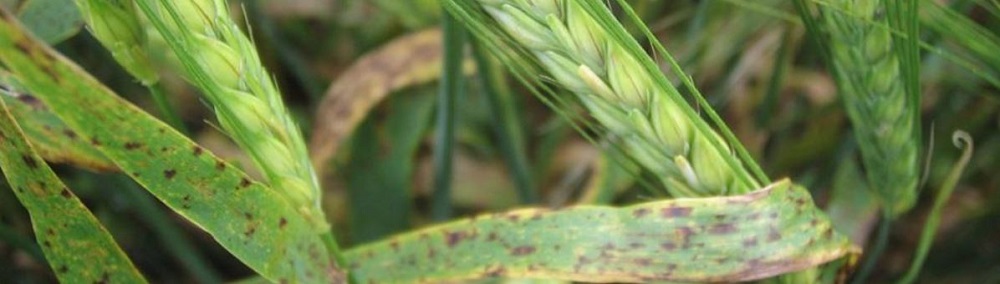 Integrated pest management (IPM) of cereal diseases | AHDB