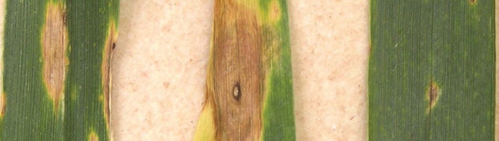 Integrated pest management (IPM) of cereal diseases | AHDB