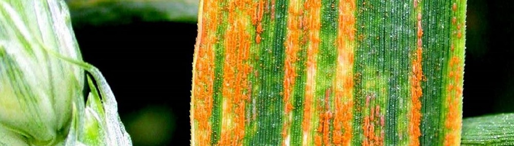 Integrated pest management (IPM) of cereal diseases | AHDB