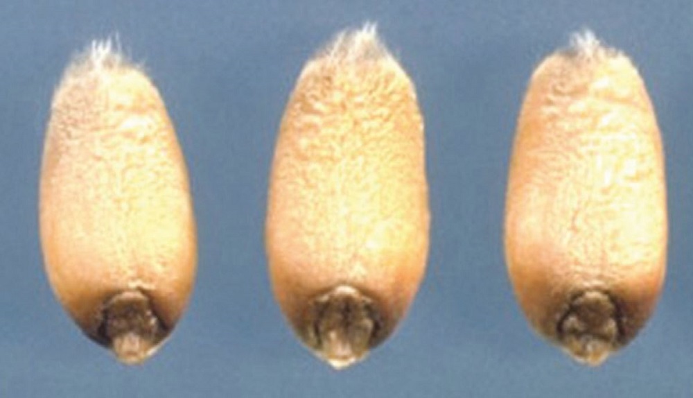 Black-point disease in cereals and its impact on milling quality | AHDB