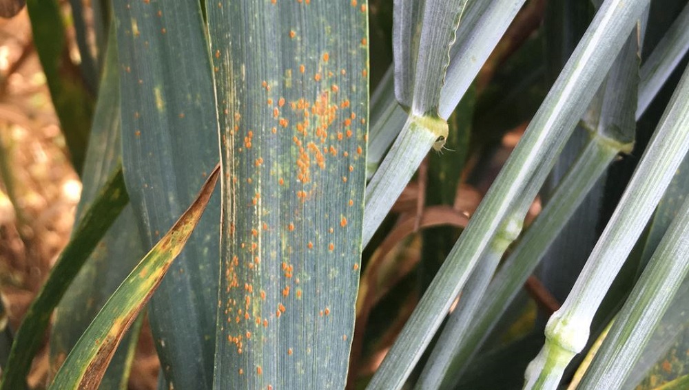 Use fungicide performance information to battle wheat brown rust | AHDB