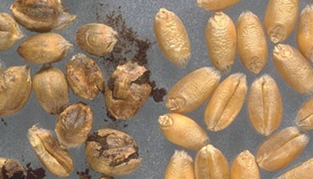What you need to know about farm-saved seed from combinable crops | AHDB