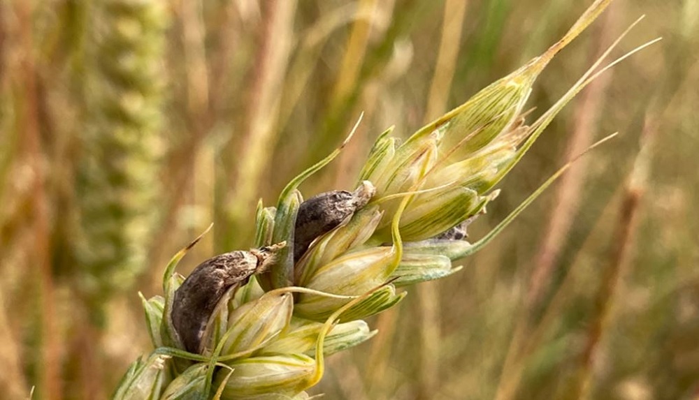The life cycle of ergot and its impact on cereals and grasses | AHDB