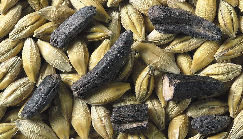 The life cycle of ergot and its impact on cereals and grasses | AHDB