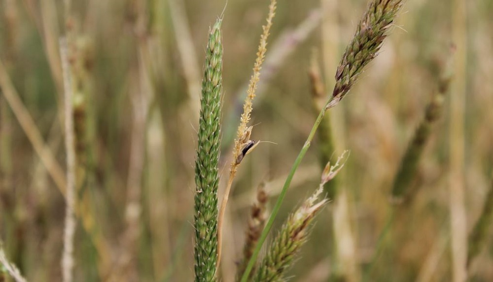 The life cycle of ergot and its impact on cereals and grasses | AHDB
