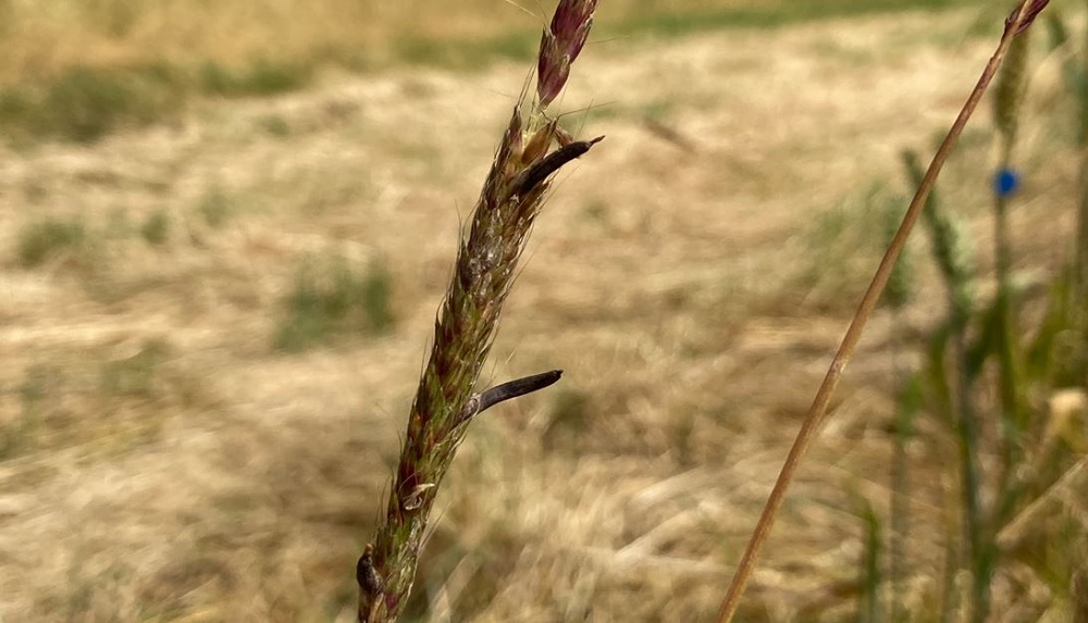 Ergot in harvest 2024 cereals: A pathologist’s paradise (a supply-chain ...