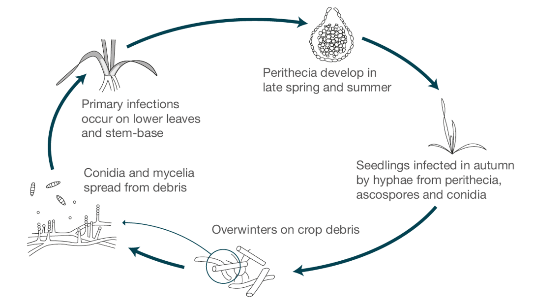 Symptoms of (pink) snow mould disease in cereals | AHDB