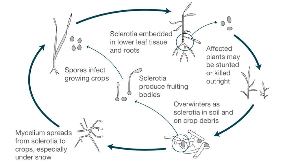 Snow rot (grey or speckled snow mould) disease in wheat and barley | AHDB