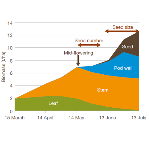 Seed development in oilseed rape (GS7–GS8) | AHDB