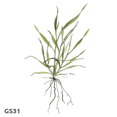The growth stages of cereals | AHDB