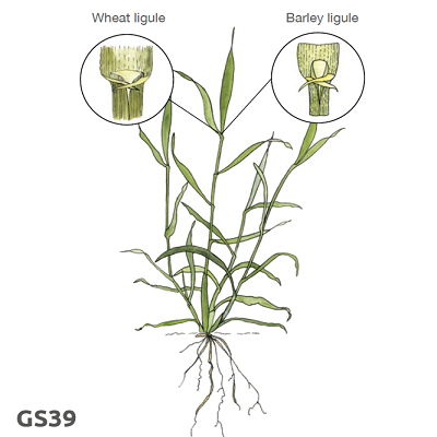 The growth stages of cereals | AHDB