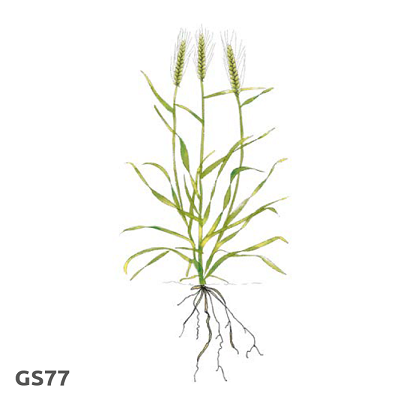 The growth stages of cereals | AHDB