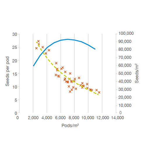 Seed development in oilseed rape (GS7–GS8) | AHDB