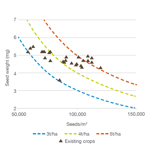 Seed development in oilseed rape (GS7–GS8) | AHDB