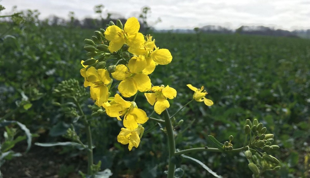 Stem elongation and flowering in oilseed rape (GS3–GS6) | AHDB