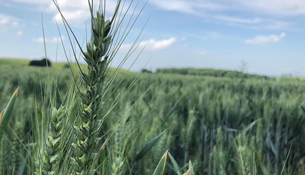 What you need to know about farm-saved seed from combinable crops | AHDB