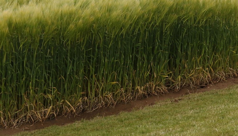 Biomass growth and dry matter accumulation in wheat | AHDB