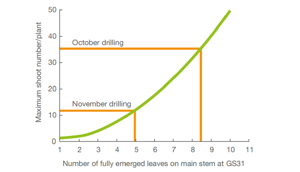 Leaf emergence and tillering growth stages in winter wheat (GS1–GS2) | AHDB