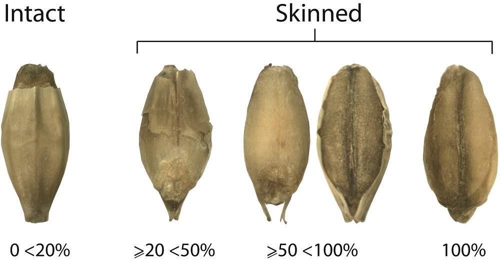 Highly heritable barley quality traits | AHDB