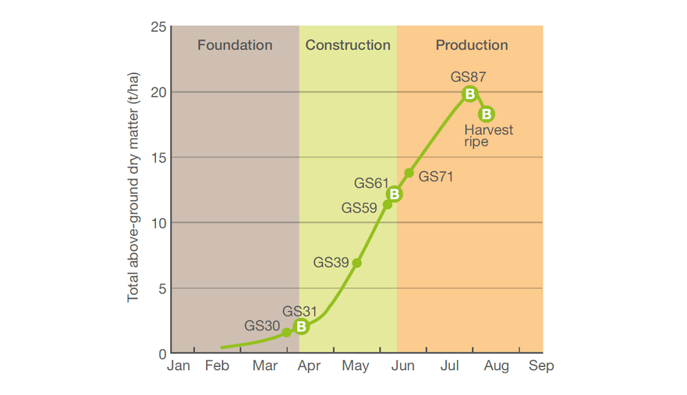 Biomass growth and dry matter accumulation in wheat | AHDB