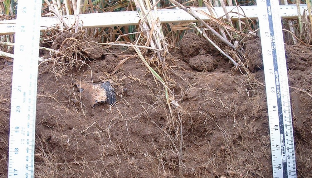 How to promote and measure root growth and distribution in cereals | AHDB