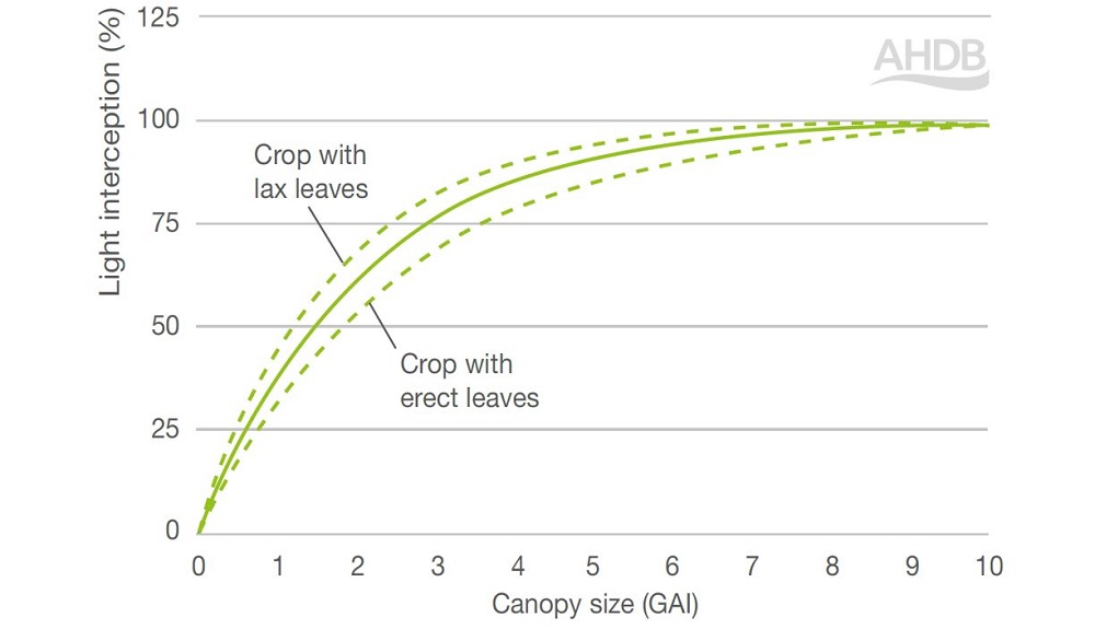 Management of canopy expansion and senescence in barley | AHDB