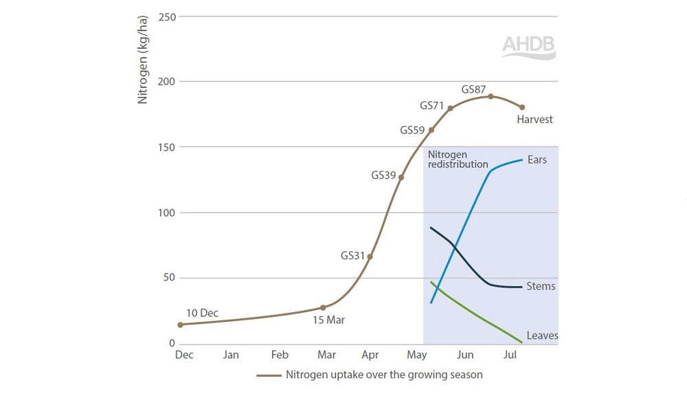 Nitrogen supply, demand and utilisation in barley | AHDB