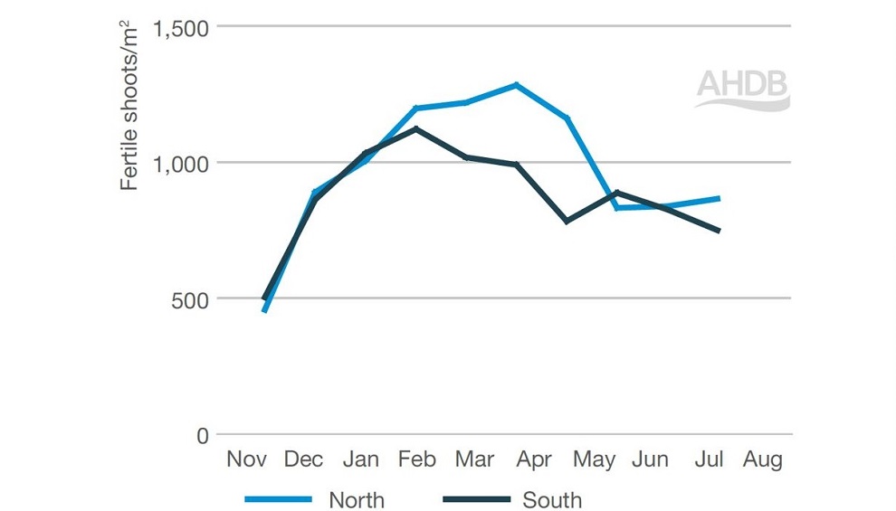 Leaf emergence and tillering growth stages in barley (GS1–G2) | AHDB