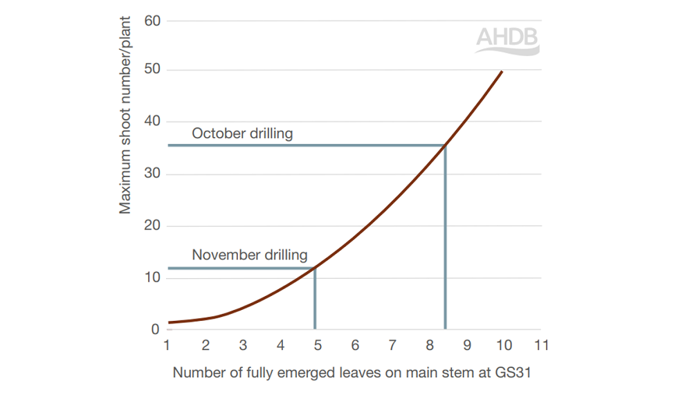 Leaf emergence and tillering growth stages in winter wheat (GS1–GS2) | AHDB