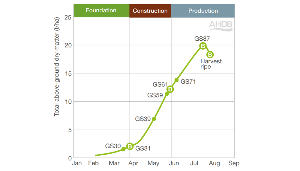 Biomass growth and dry matter accumulation in wheat | AHDB