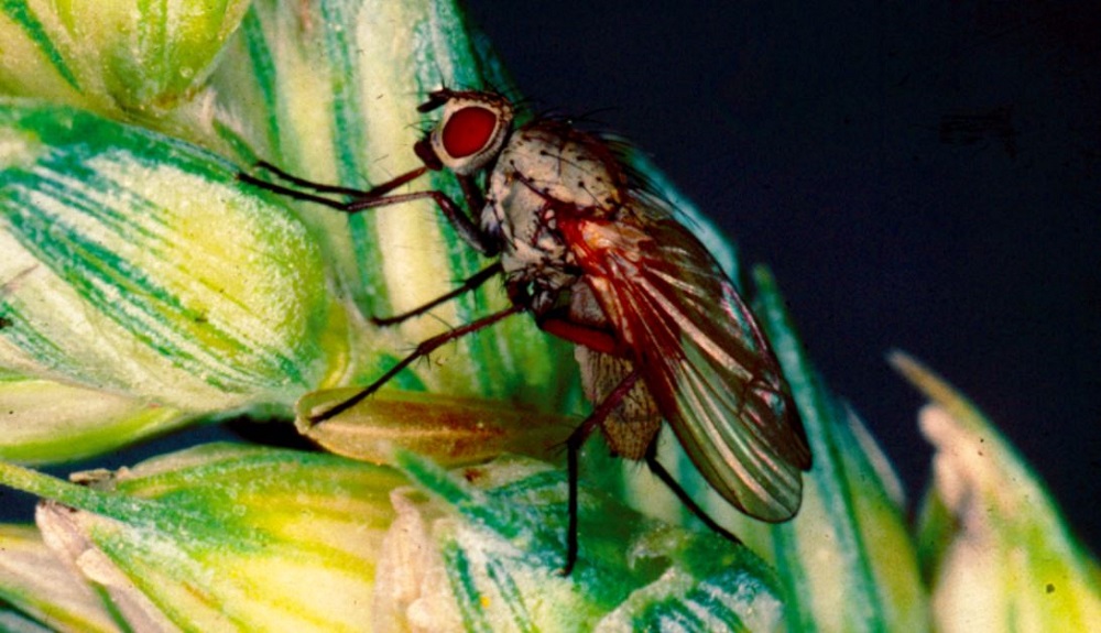 Low-to-moderate wheat bulb fly risk, says autumn survey | AHDB