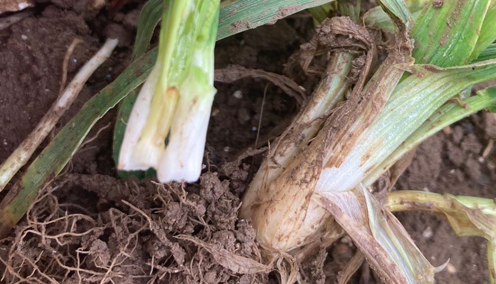 Risk factors and management of gout fly in cereals | AHDB