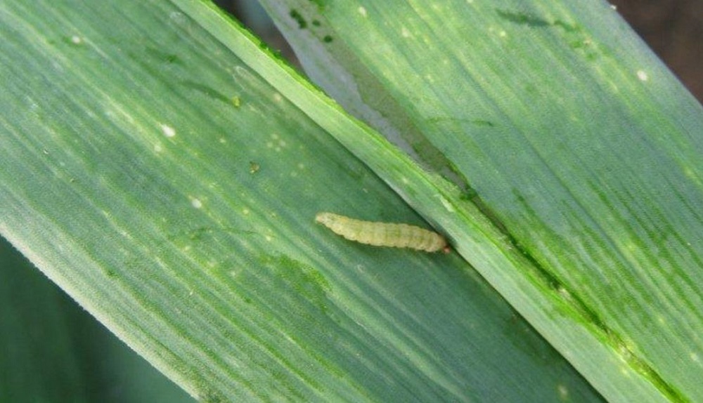 Identification and symptoms caused by the leek moth | AHDB