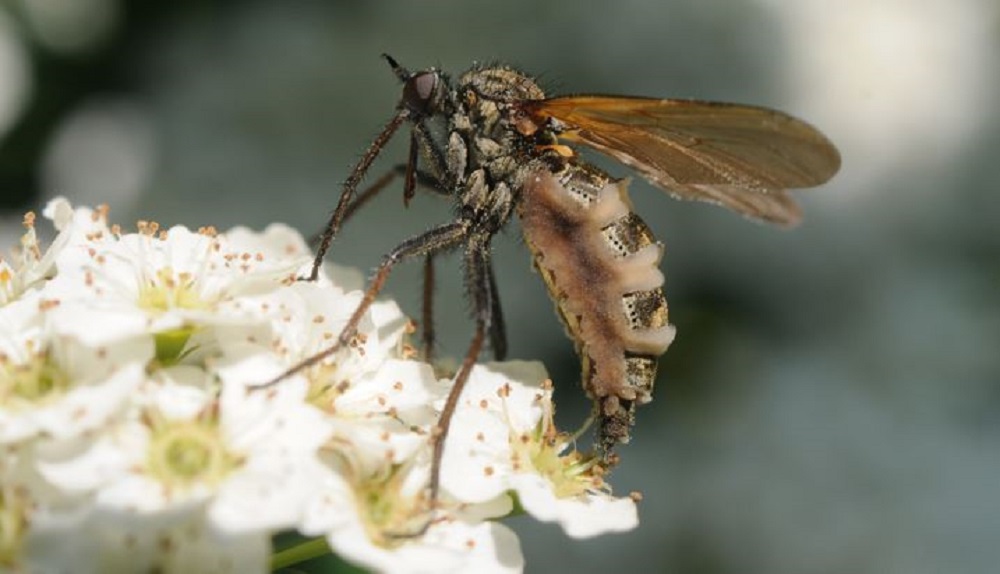 Biology and benefits of balloon and dagger flies in field crops | AHDB