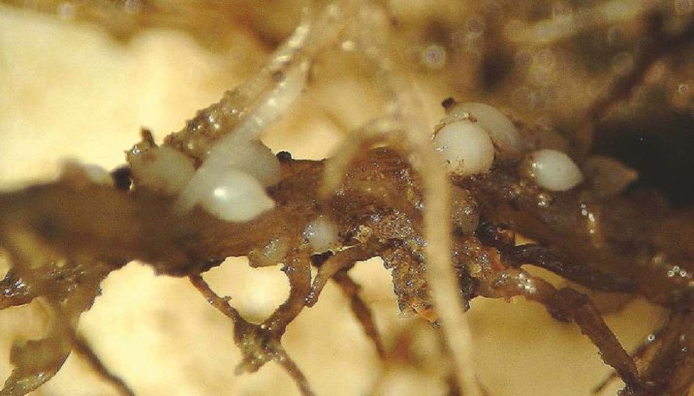 Management of the beet cyst nematode on sugar beet and brassicas | AHDB