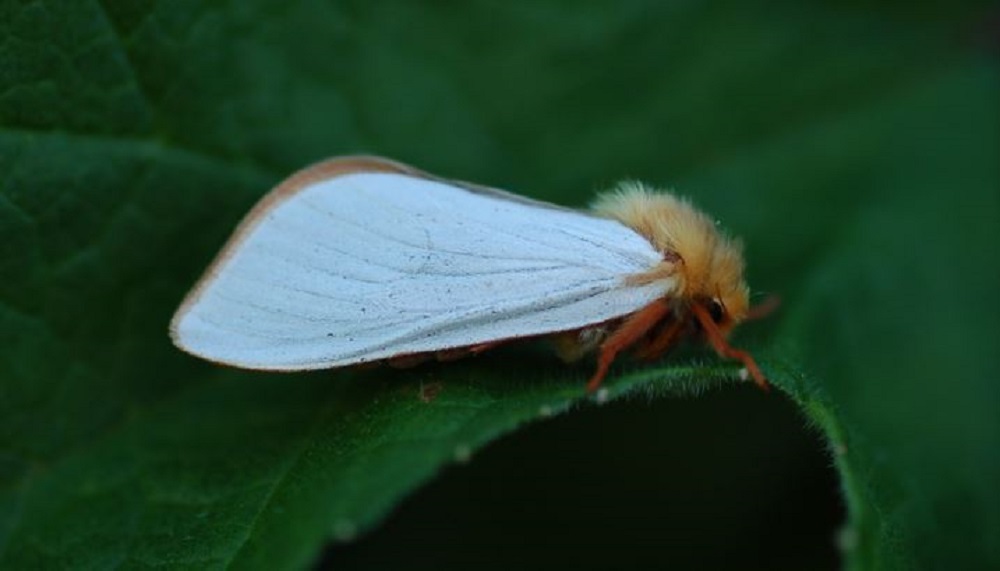 Identification and management of swift moths in field crops | AHDB