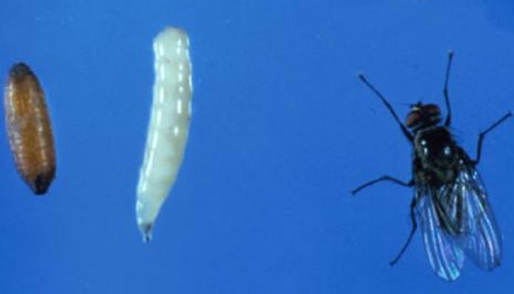 Life cycle and management of the onion fly | AHDB