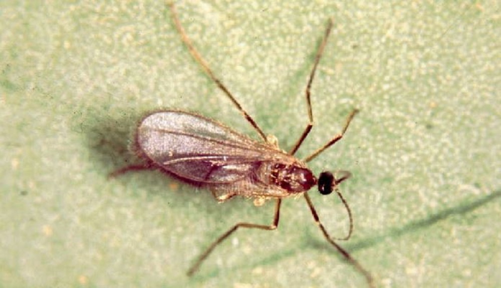 Biology and control of the pea midge | AHDB