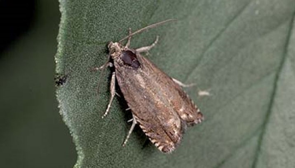 Biology and management of the pea moth | AHDB