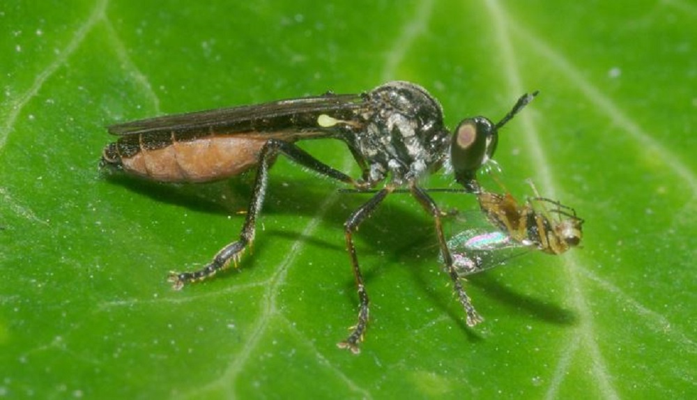 Biology of robber flies (a natural enemy of field crop pests) | AHDB