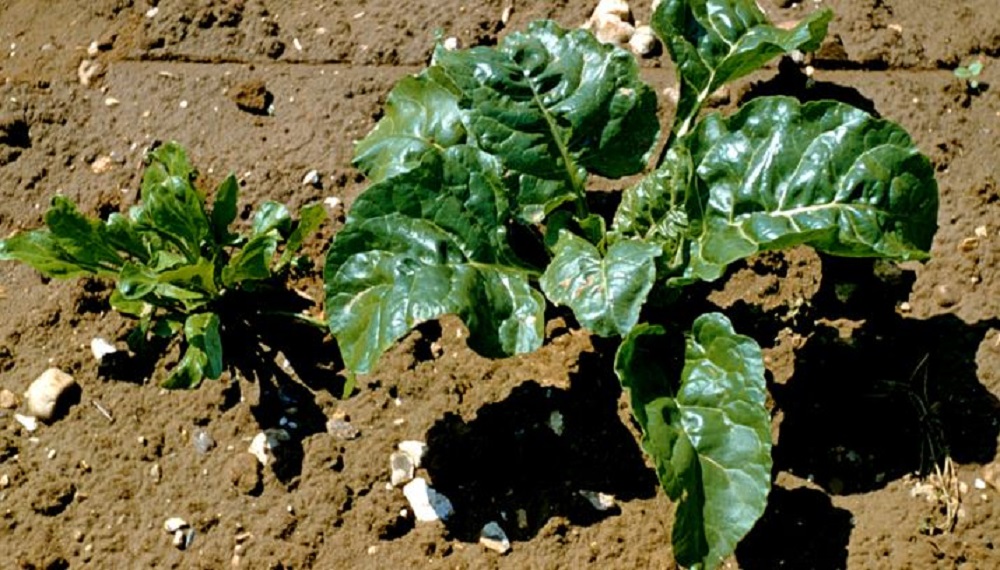 Identification of stem nematode damage on field crops | AHDB